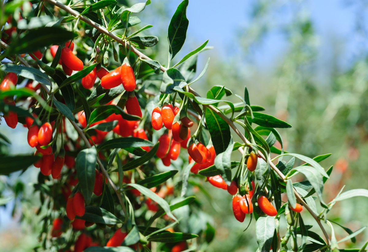Growing Goji Berries: A Guide for Backyard Gardeners – Ty Ty Plant ...