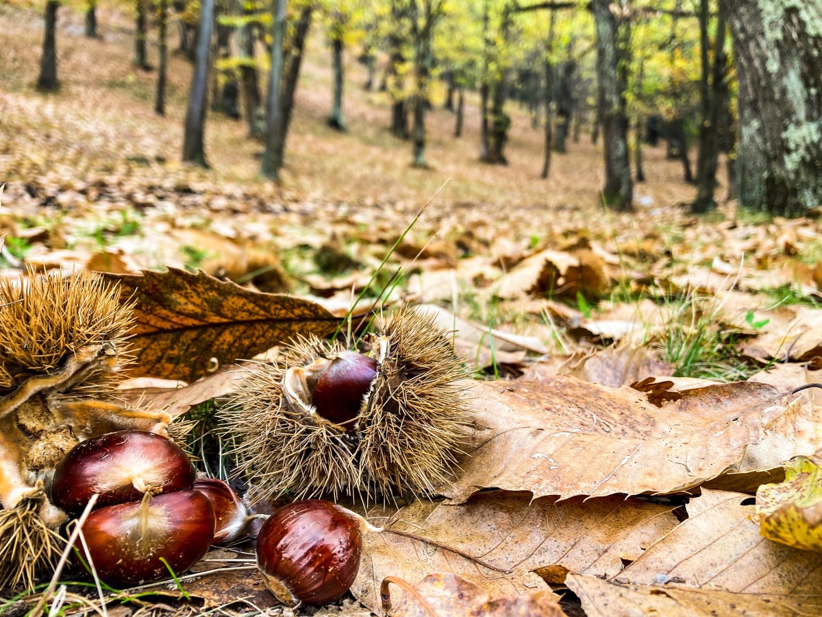 Growing Chestnut Trees: A Guide to Varieties, Care, and Harvesting – Ty ...