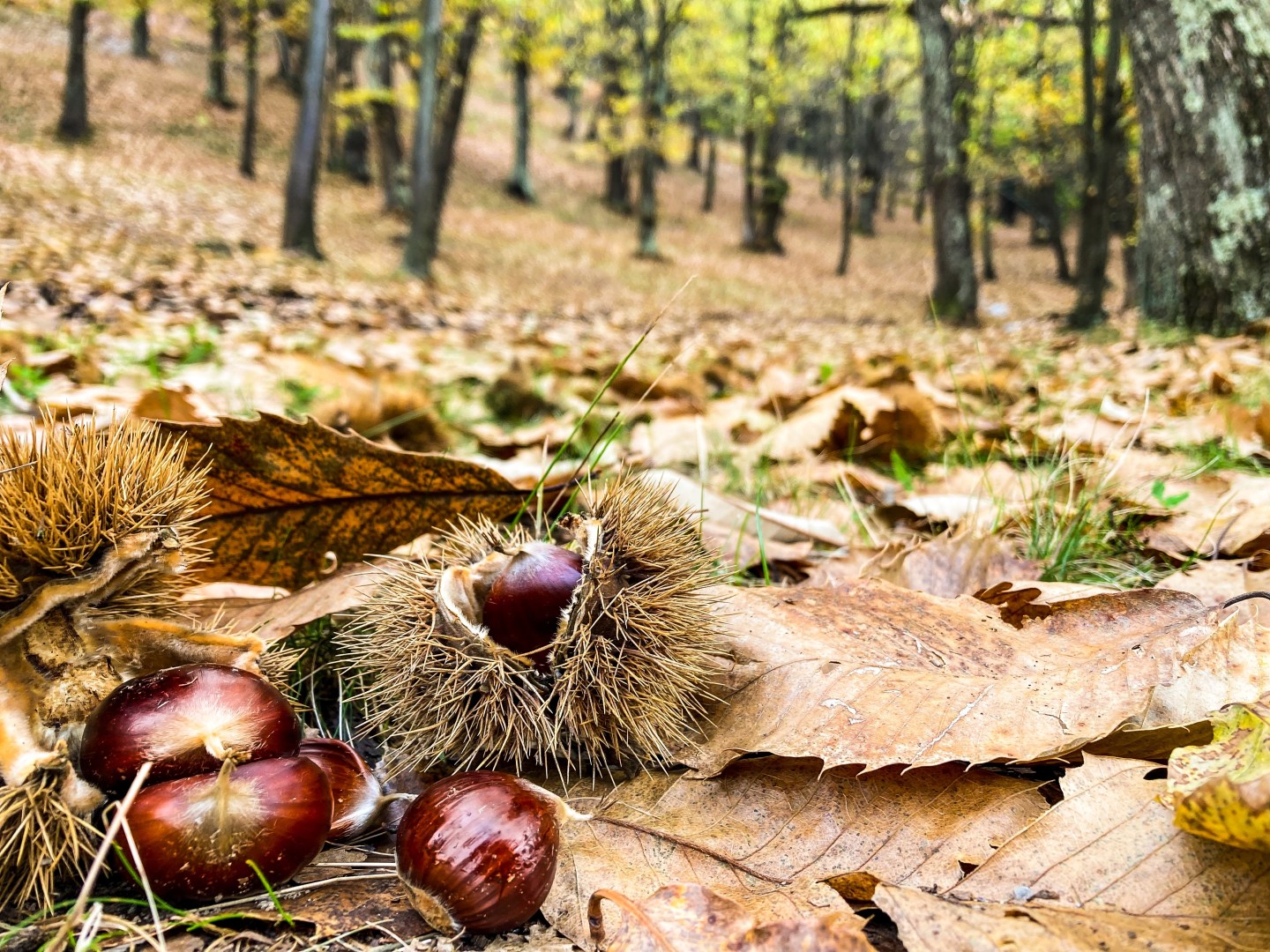 Growing Chestnut Trees: A Guide to Varieties, Care, and Harvesting - Ty ...