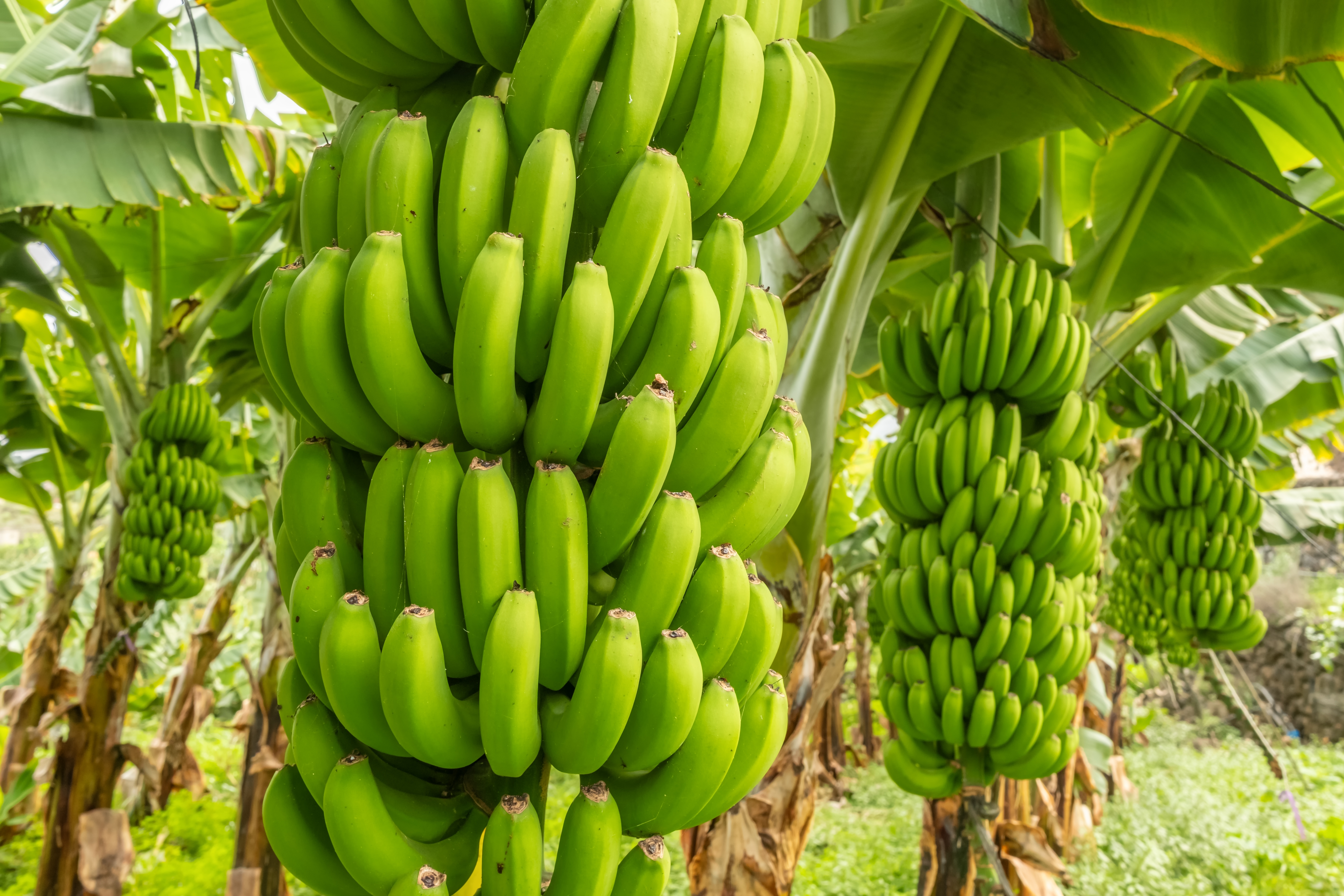 How to Grow Banana Trees in Your Backyard: A Complete Guide 🌿🍌 - Ty Ty ...