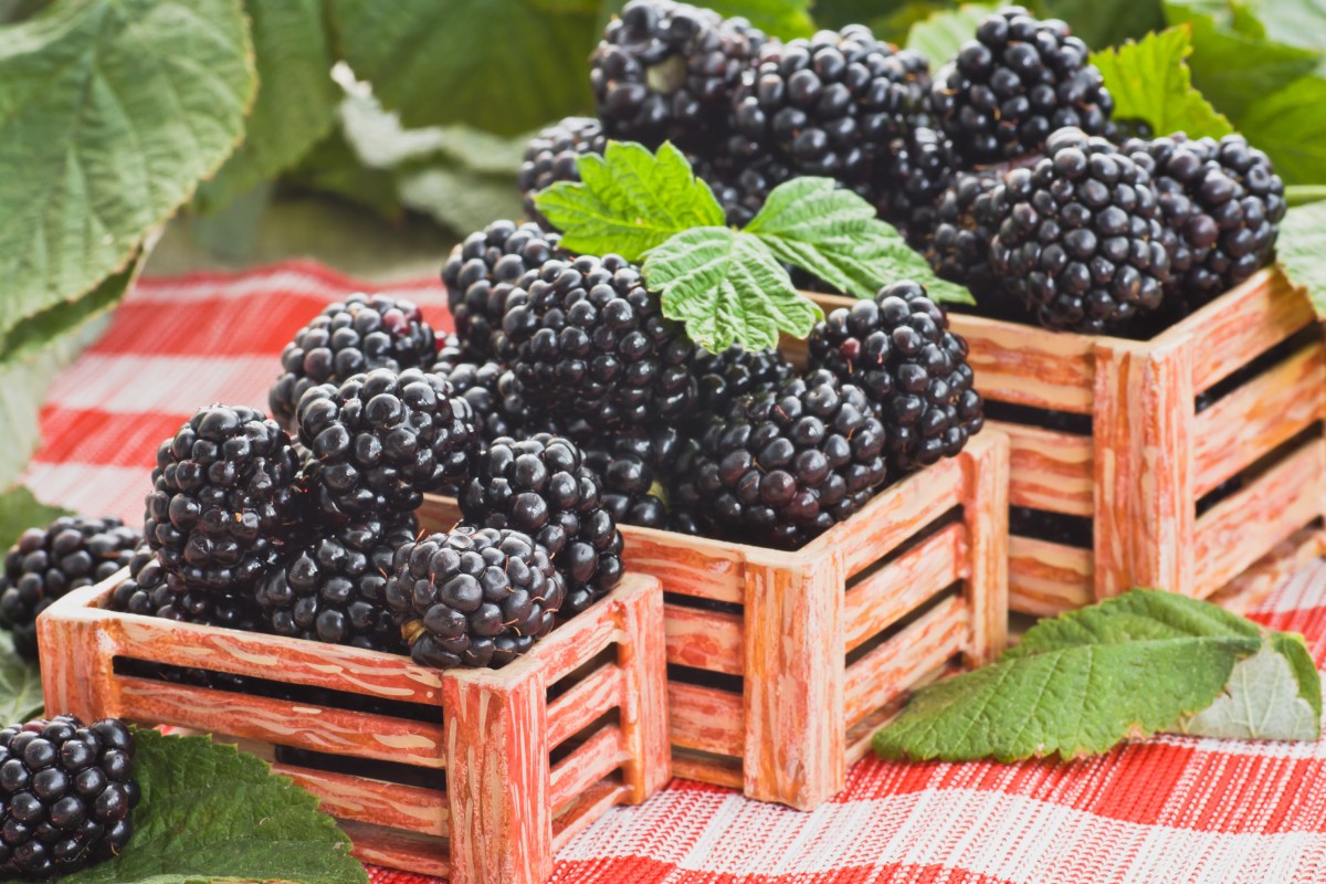 Growing Blackberry Plants: A Complete Guide 🍇🌿 – Ty Ty Plant Nursery's Blog