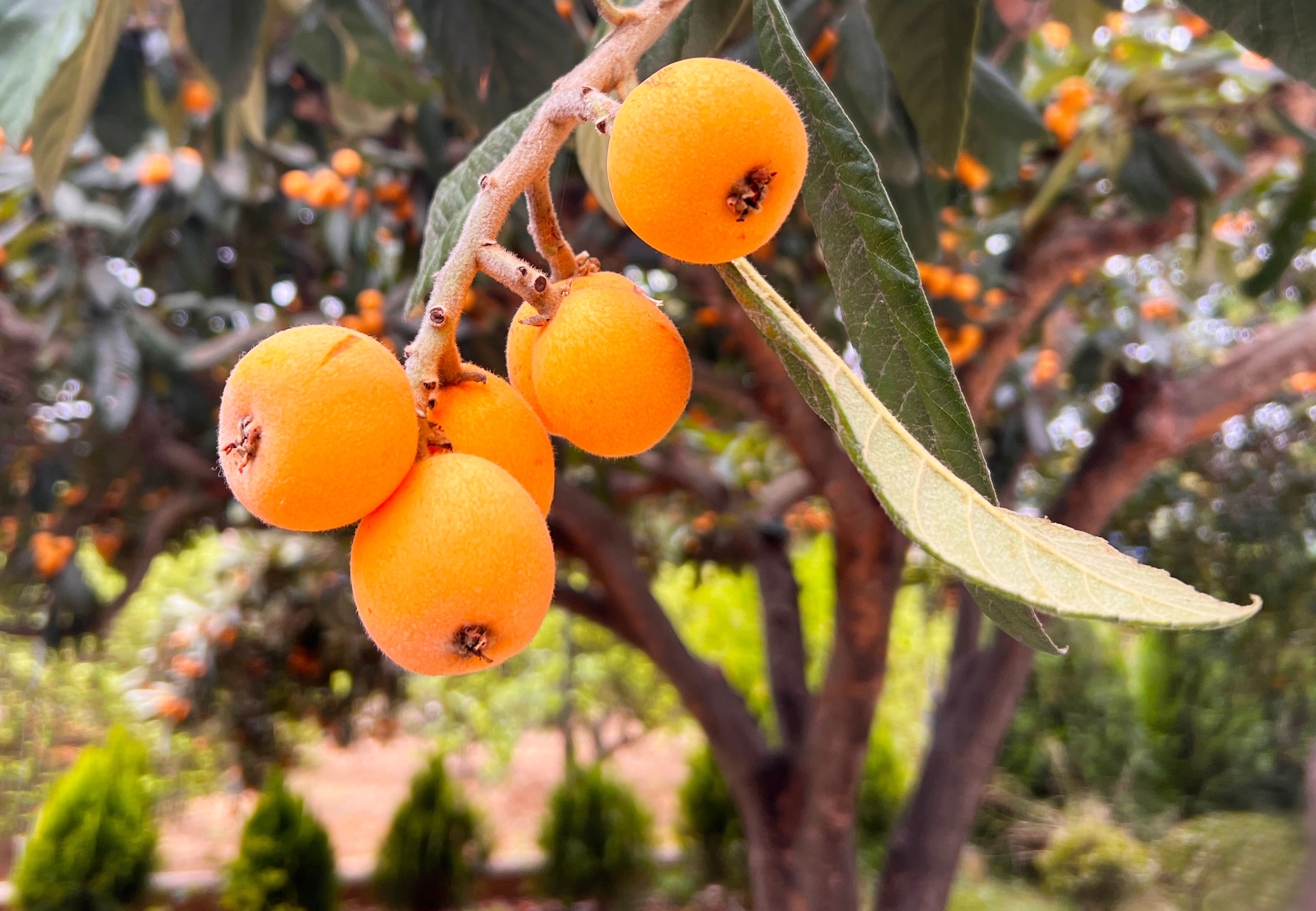 How to Care for Loquat Trees in Summer | Ty Ty Nursery Tips