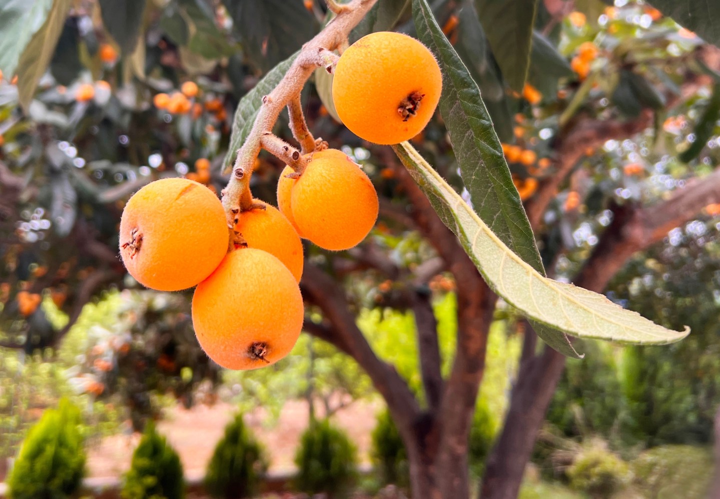 Growing Loquat Trees in Your Backyard: A Complete Guide 🌳🍊 - Ty Ty ...
