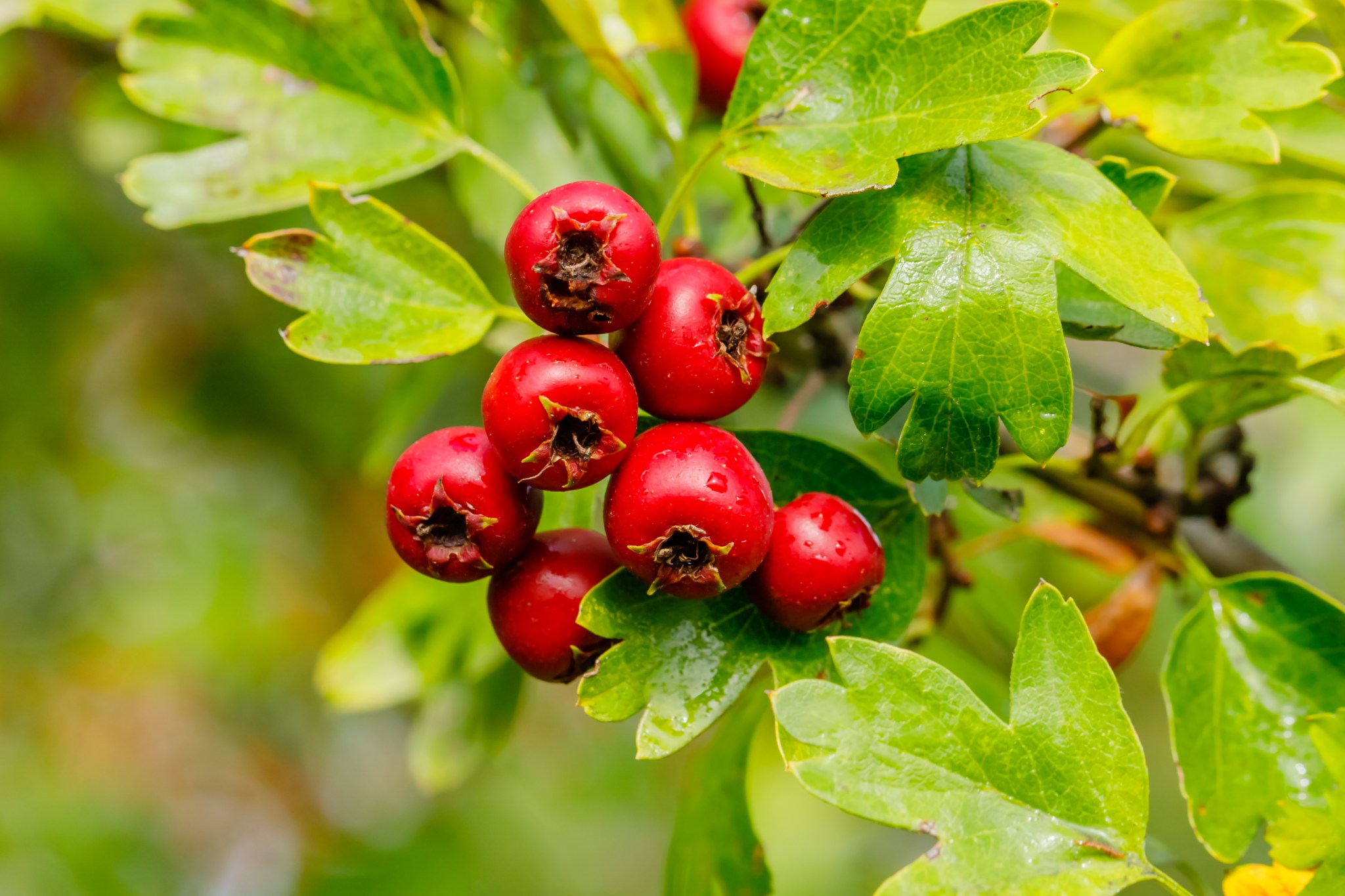 How to Care for Mayhaw Trees in Summer | Ty Ty Nursery Guide