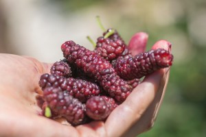Top Factors for Planting Mulberry Trees | Ty Ty Plant Nursery