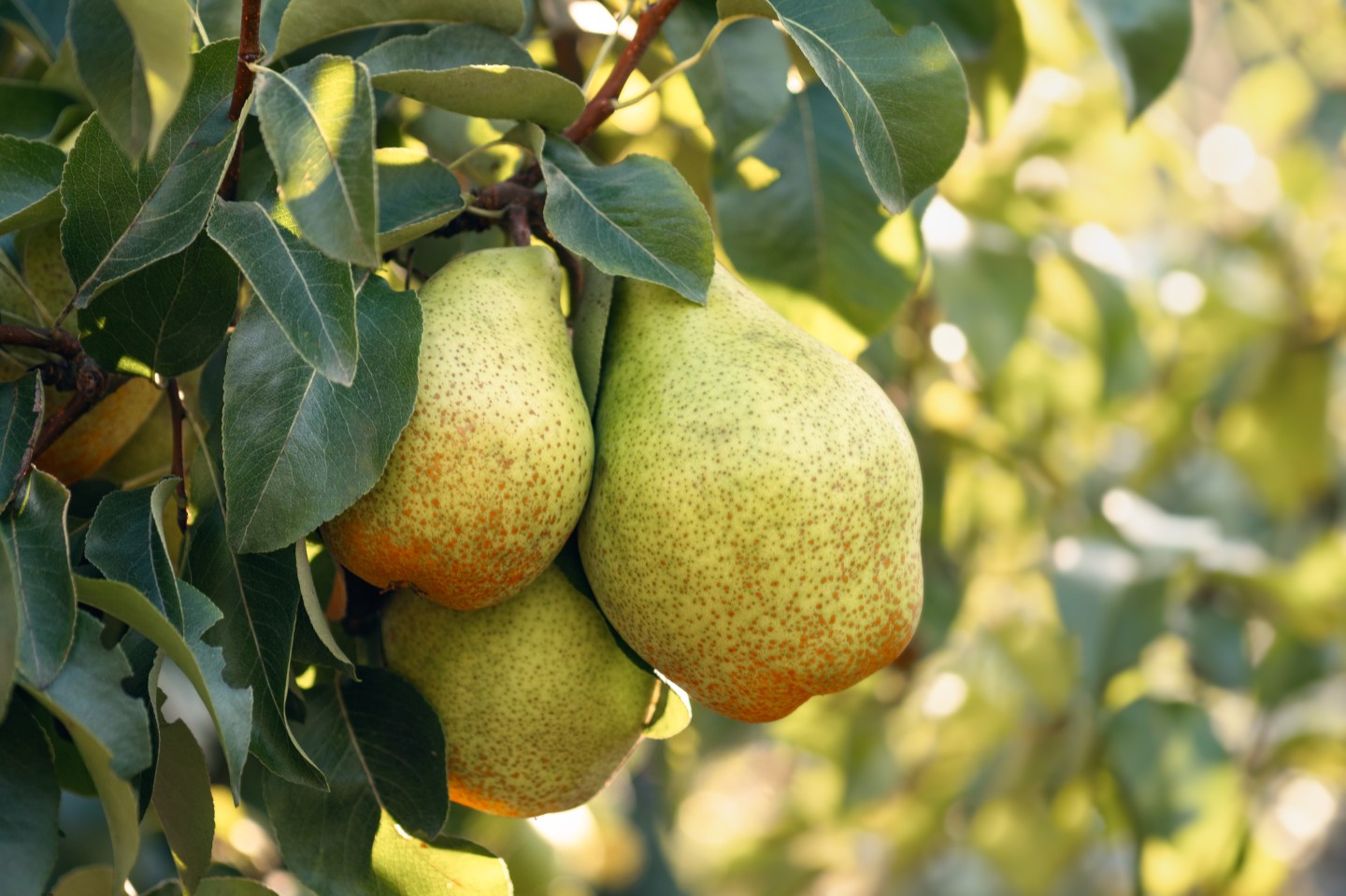 How to Fall Prune Pear Trees | Ty Ty Nursery Care Guide