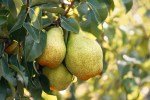 How to Grow Pear Trees in Your Backyard – A Complete Guide 🌳🍐 - Ty Ty ...