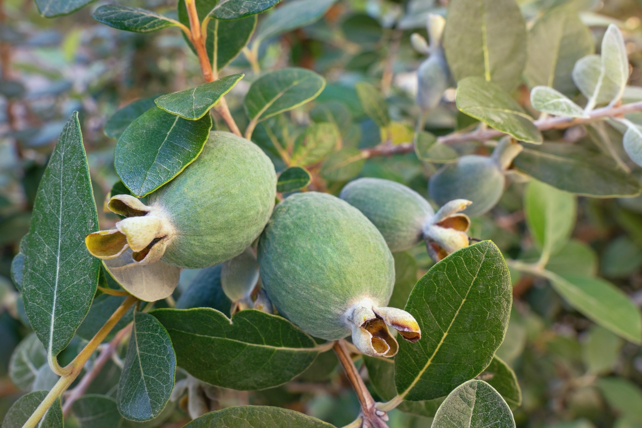 How to Grow Pineapple Guava Trees in Your Backyard – A Complete Guide 🌿 ...