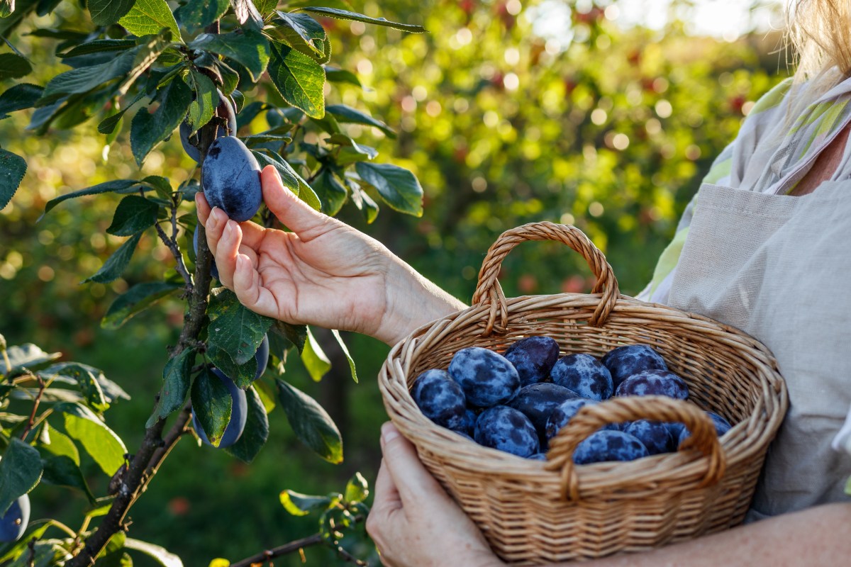 How to Grow Plum Trees in Your Backyard – A Complete Guide 🌳🍑 – Ty Ty ...