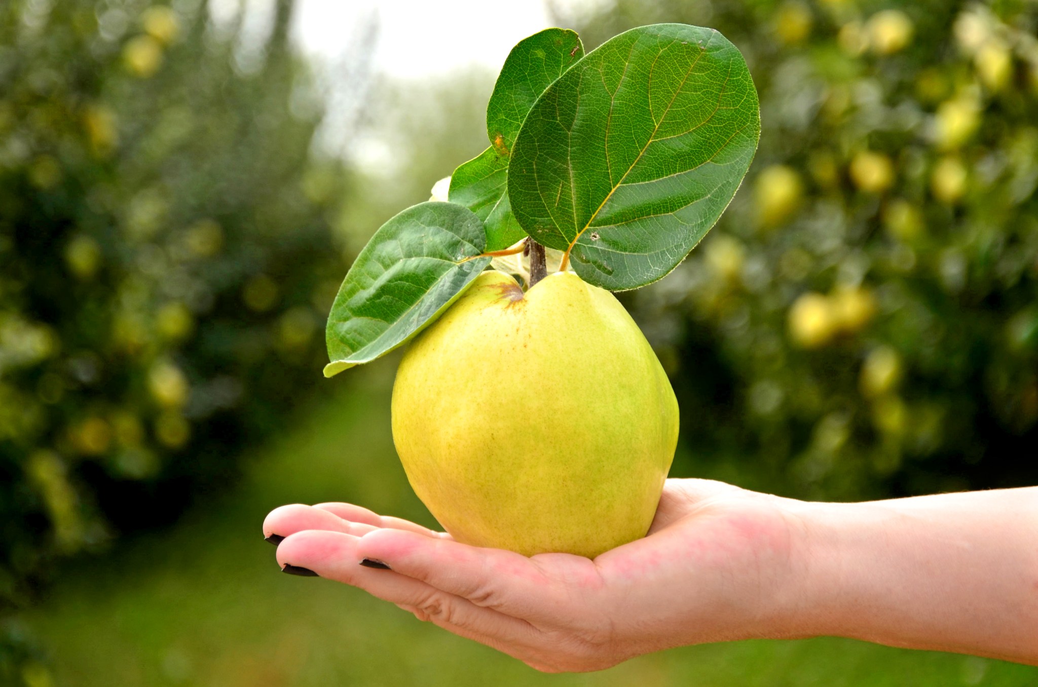 How to Grow Quince Trees in Your Backyard – A Complete Guide 🌳🍐 - Ty Ty ...