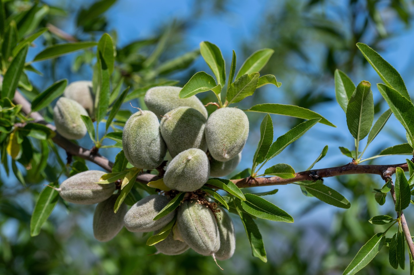 Growing Almond Trees: A Guide for Backyard Gardeners 🌿🌰 - Ty Ty Plant ...