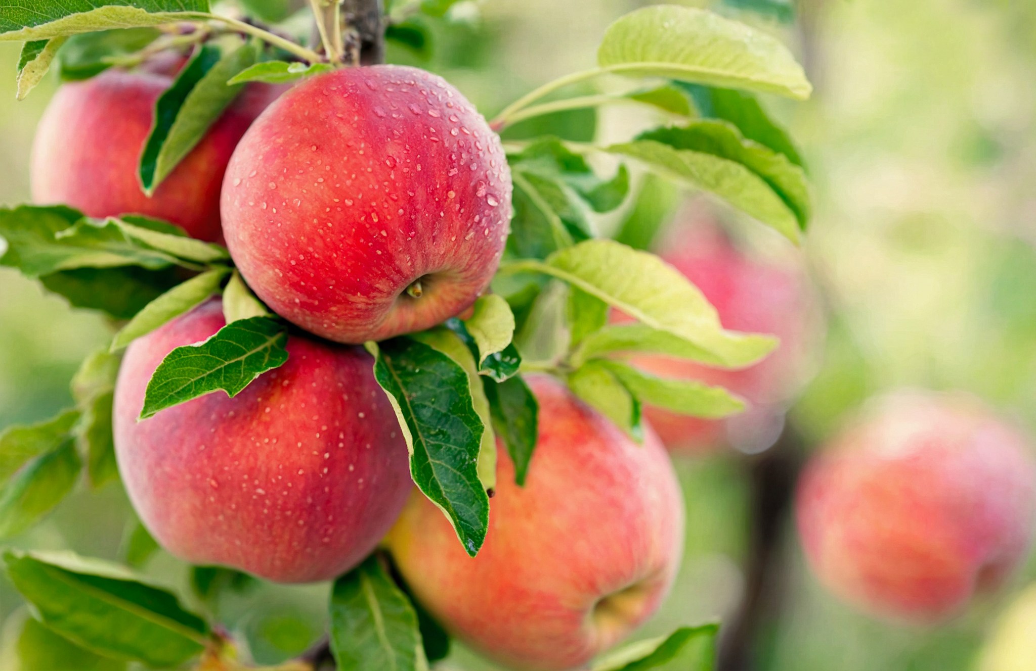 Top 10 Reasons to Grow Fruit Trees in Your Backyard and Why Ty Ty Plant ...