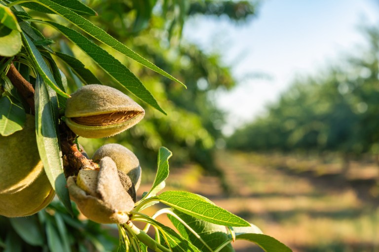How to Water Bare Root Almond Trees | Ty Ty Nursery