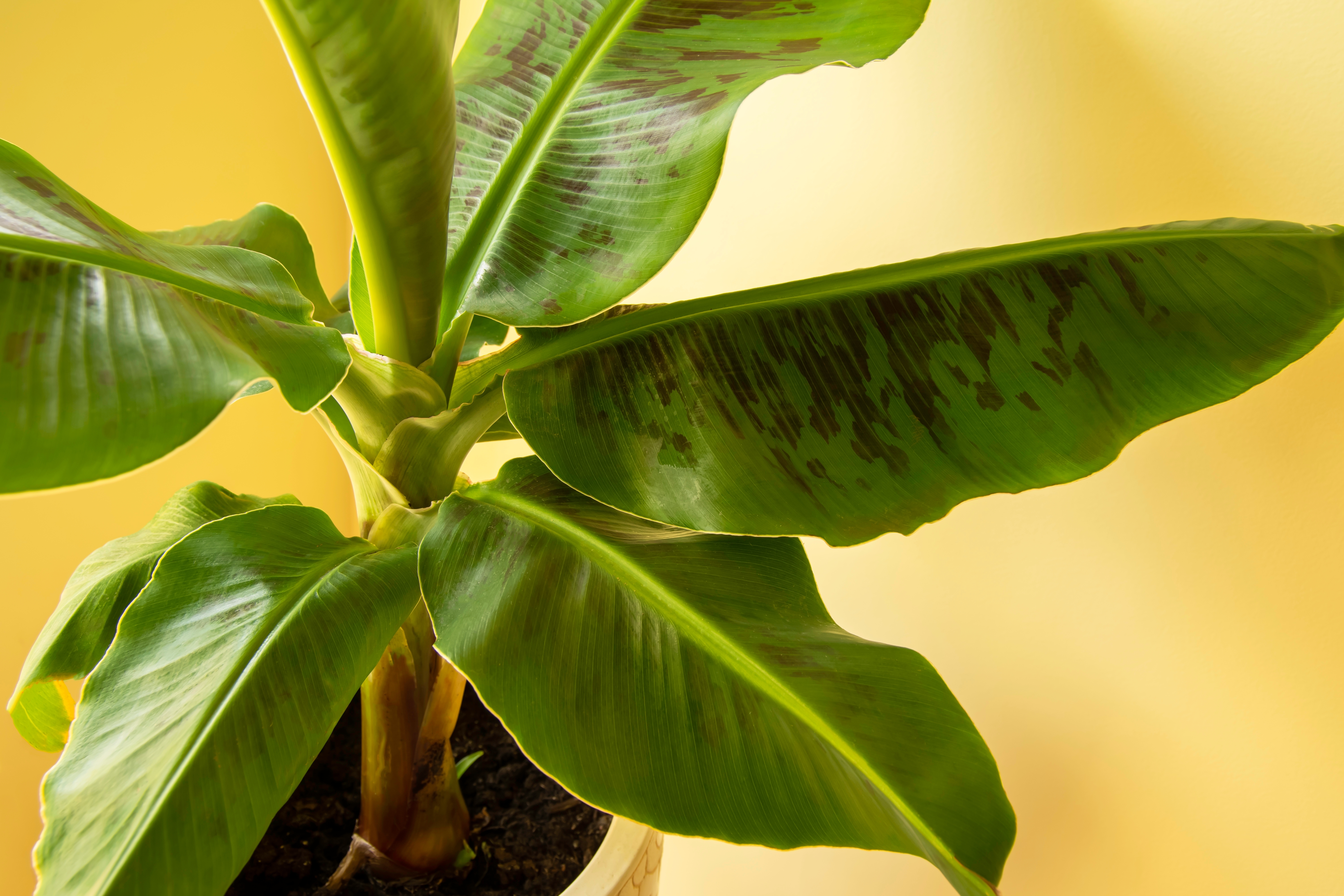 Growing Banana Plants in Pots: Tropical Vibes for Patios, Porches, and ...