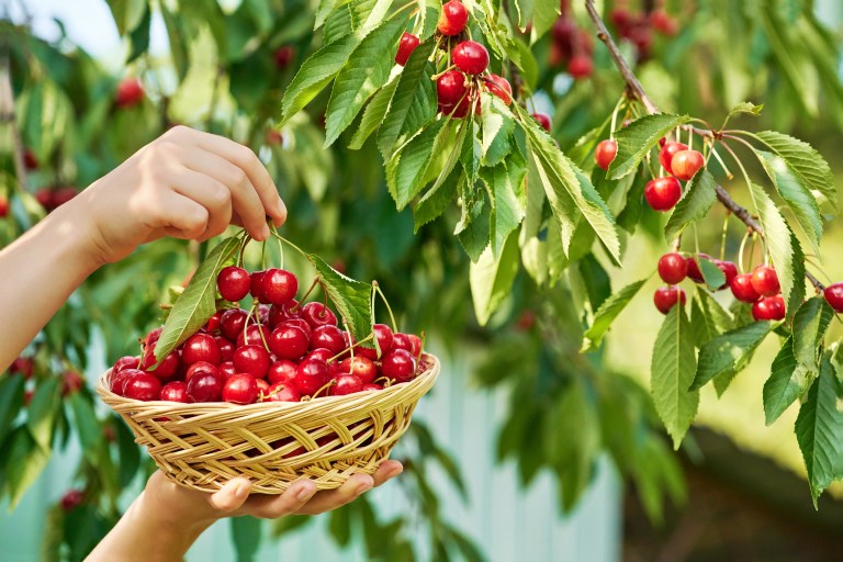 Fall Care for First-Year Cherry Trees | Ty Ty Plant Nursery
