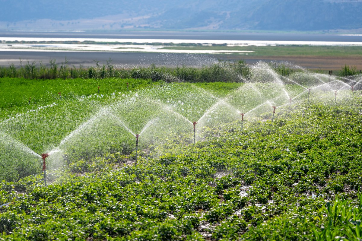 Choosing the Best Irrigation Method for Your Backyard Orchard 🌱💧 – Ty ...