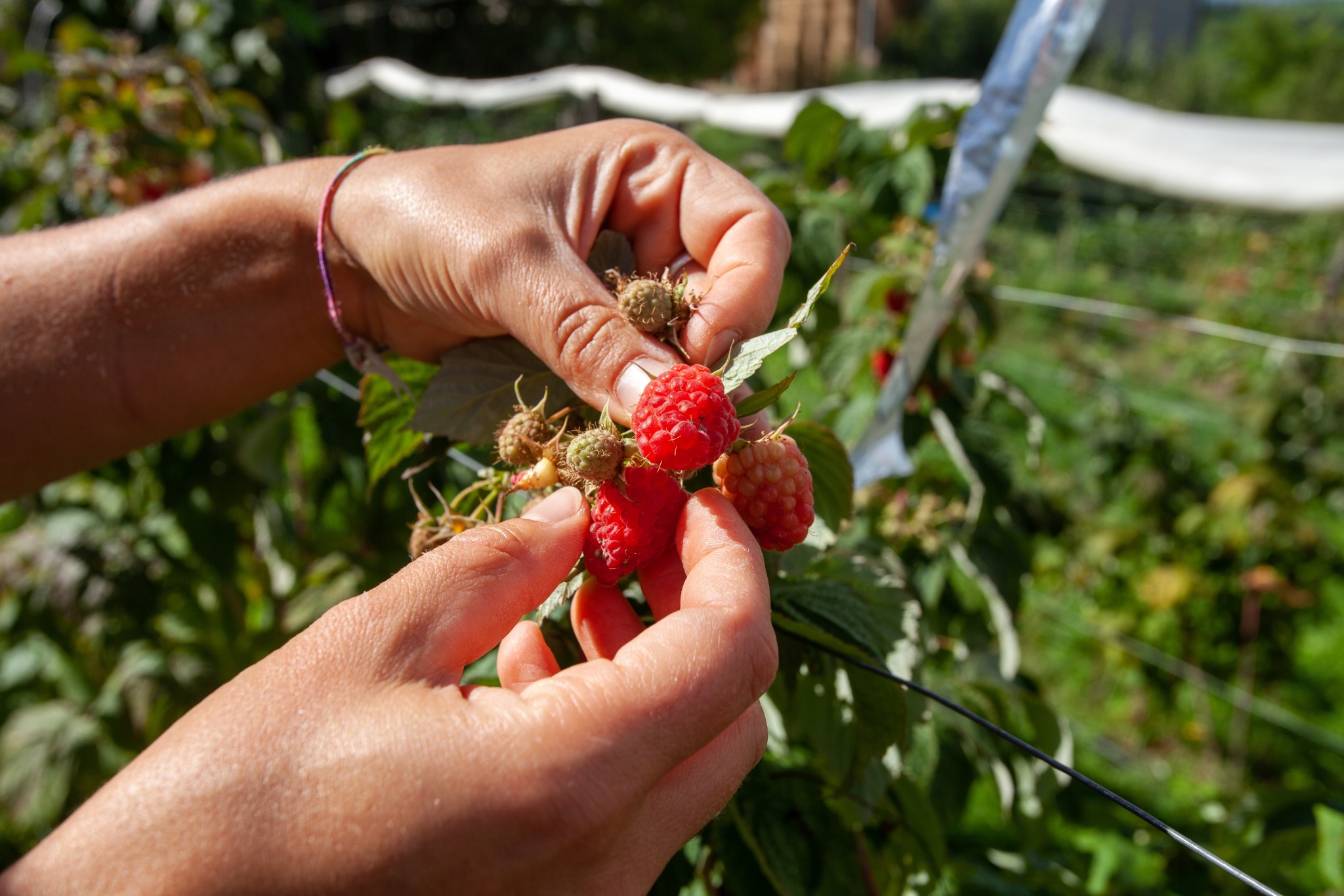 How to Fall Prune Raspberry Plants | Ty Ty Nursery Care Guide