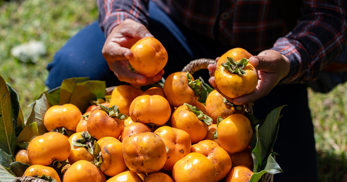 How to Water Bare Root Persimmon Trees | Ty Ty Nursery