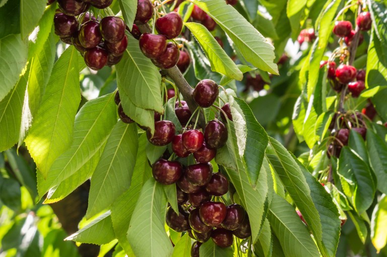 Top Factors for Planting Cherry Trees | Ty Ty Plant Nursery