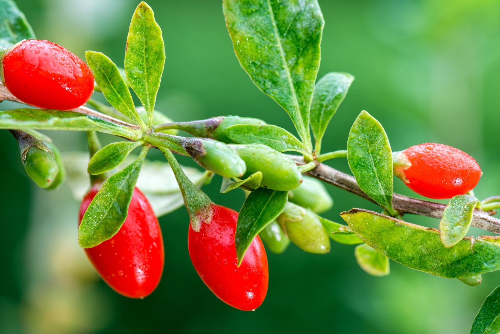 Top 5 Summer Tips for Goji Berry Plant Care | Ty Ty Plant Nursery