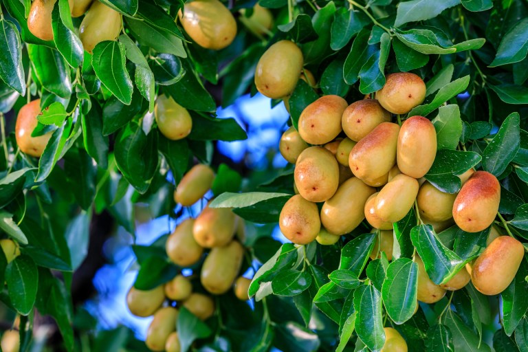 How to Fall Prune Jujube Trees | Ty Ty Nursery Care Guide