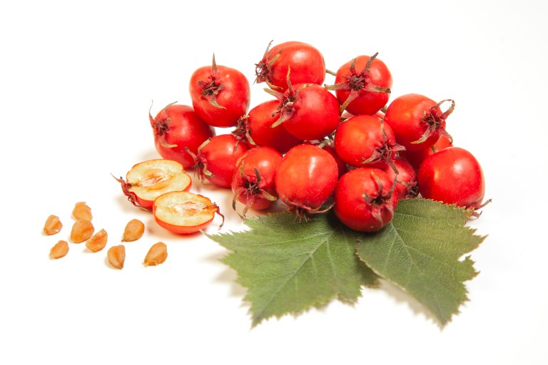 Growing Mayhaw Trees in Pots: Southern Flavor in a Small-Space Garden ...