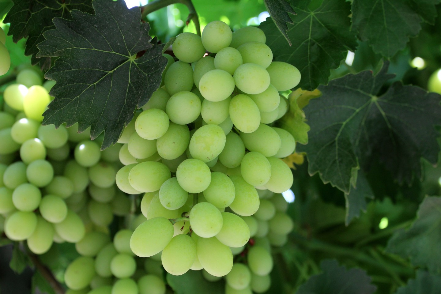 Growing Thompson’s Seedless Grape Vines in Pots: Sweet, Classic Flavor ...