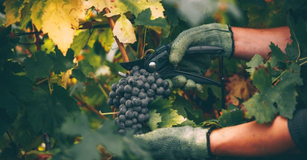 Everything You Need To Know About Harvesting Grapes - Ty Ty Plant ...