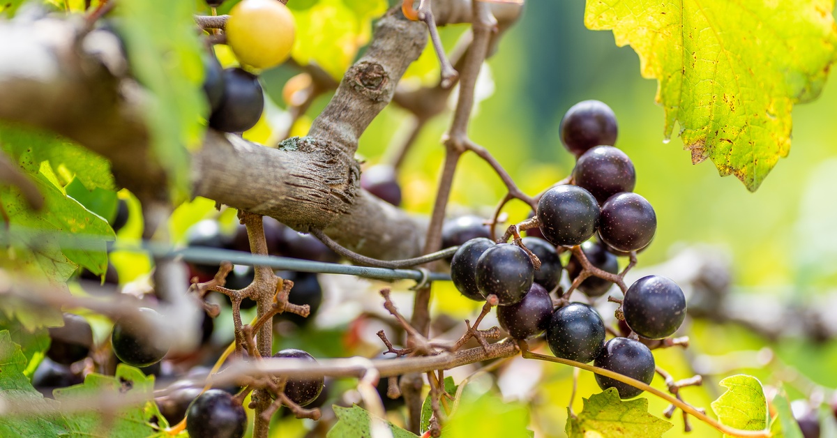 10 Popular Types of Grapes To Consider Growing