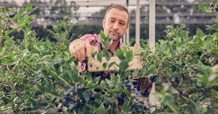 How To Protect Your Blueberry Plants From Pests