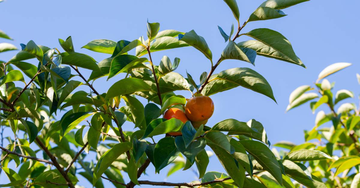 How To Prune Your Persimmon Trees for Shape and Fruit