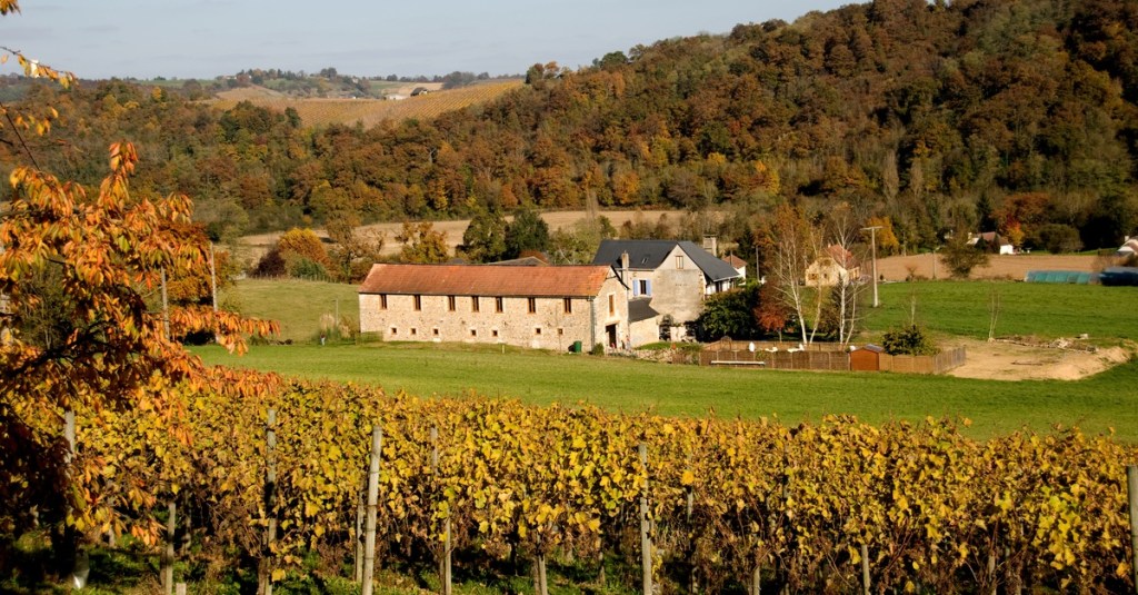 A Complete Guide to Creating a Backyard Vineyard