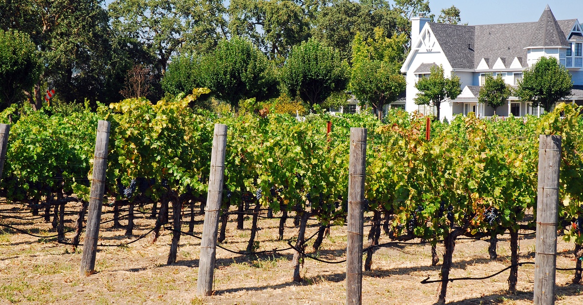 A Complete Guide to Creating a Backyard Vineyard