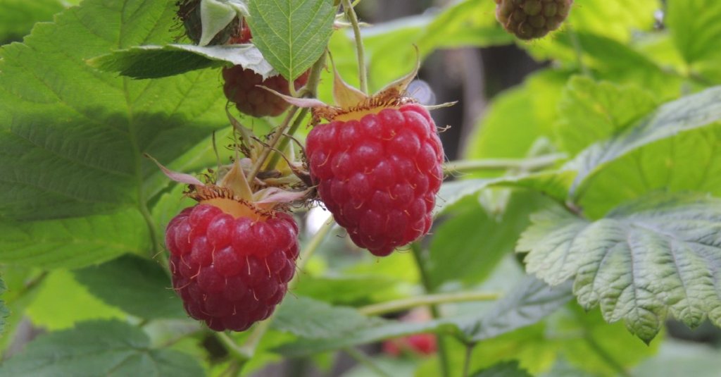 How To Start a Berry Patch in Your Backyard - Ty Ty Plant Nursery's Blog
