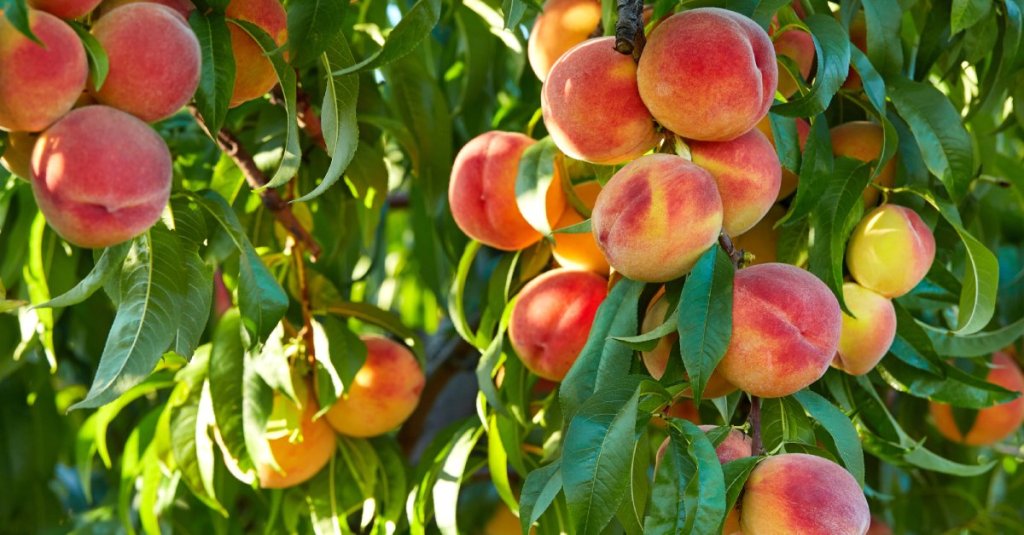 Common Fruit Tree Diseases and How To Treat Them - Ty Ty Plant Nursery ...