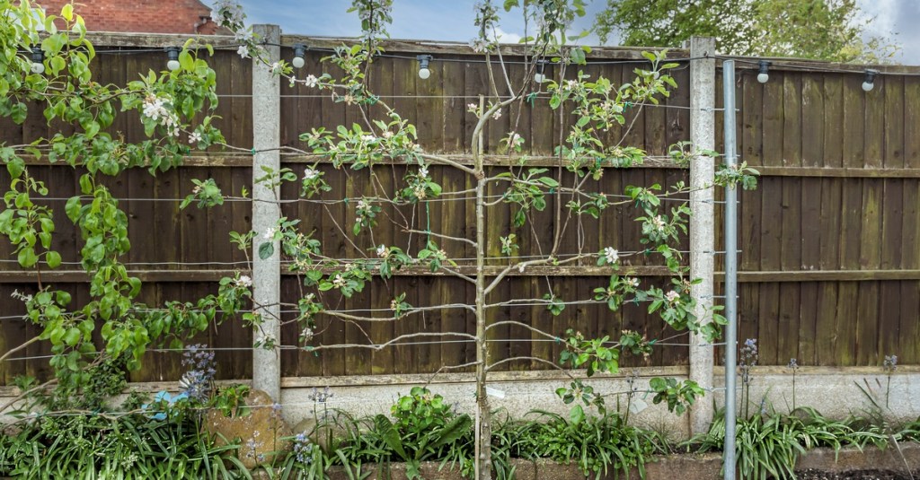 Tips for Training Apple Trees To Grow in Espalier Style