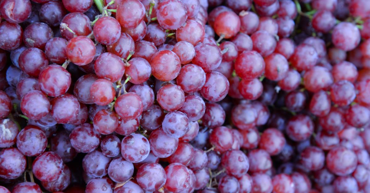 Table Grapes vs. Wine Grapes: What Should You Grow?